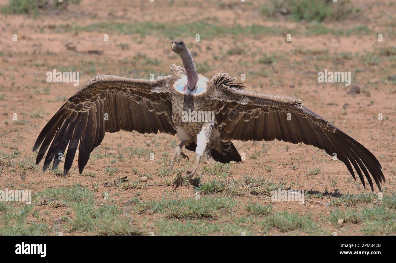 ruppell's griffon vulture lands on the ground to feed off carrion in ...
