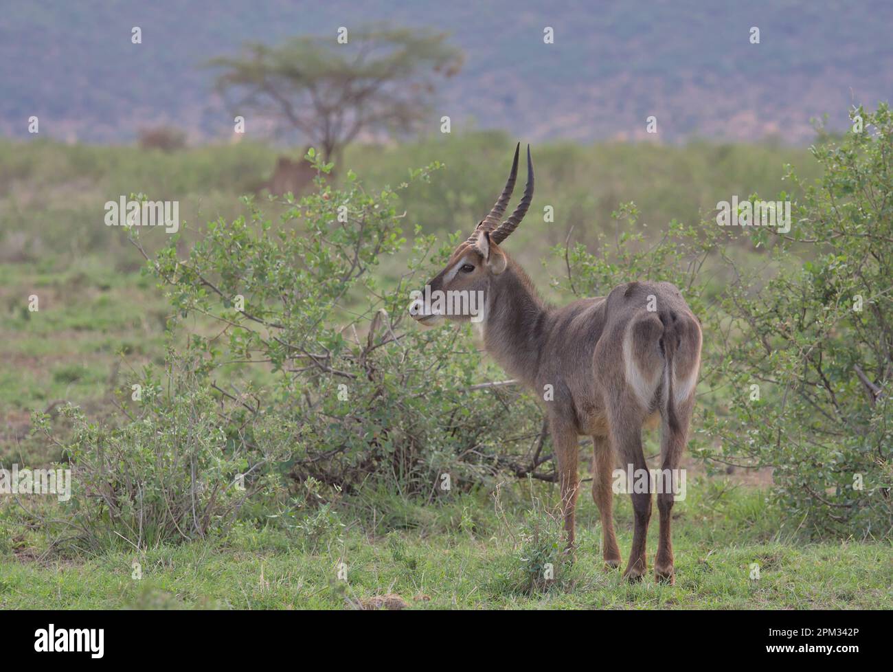 male waterbuck standing alert and looking back in the wild savannah of ...