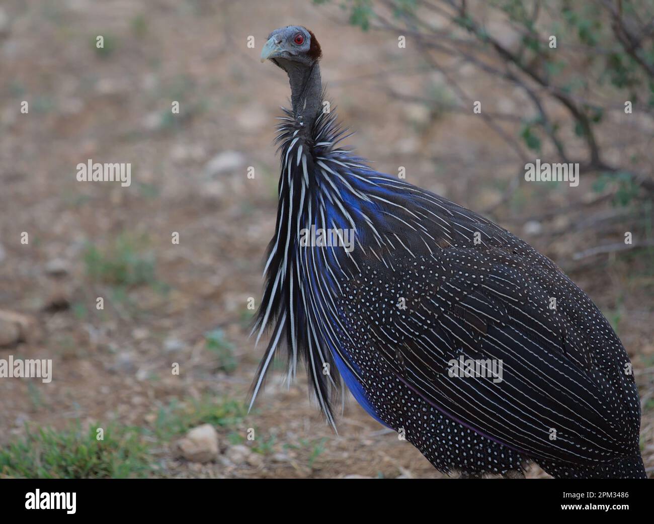 Buffalo springs hi-res stock photography and images - Alamy