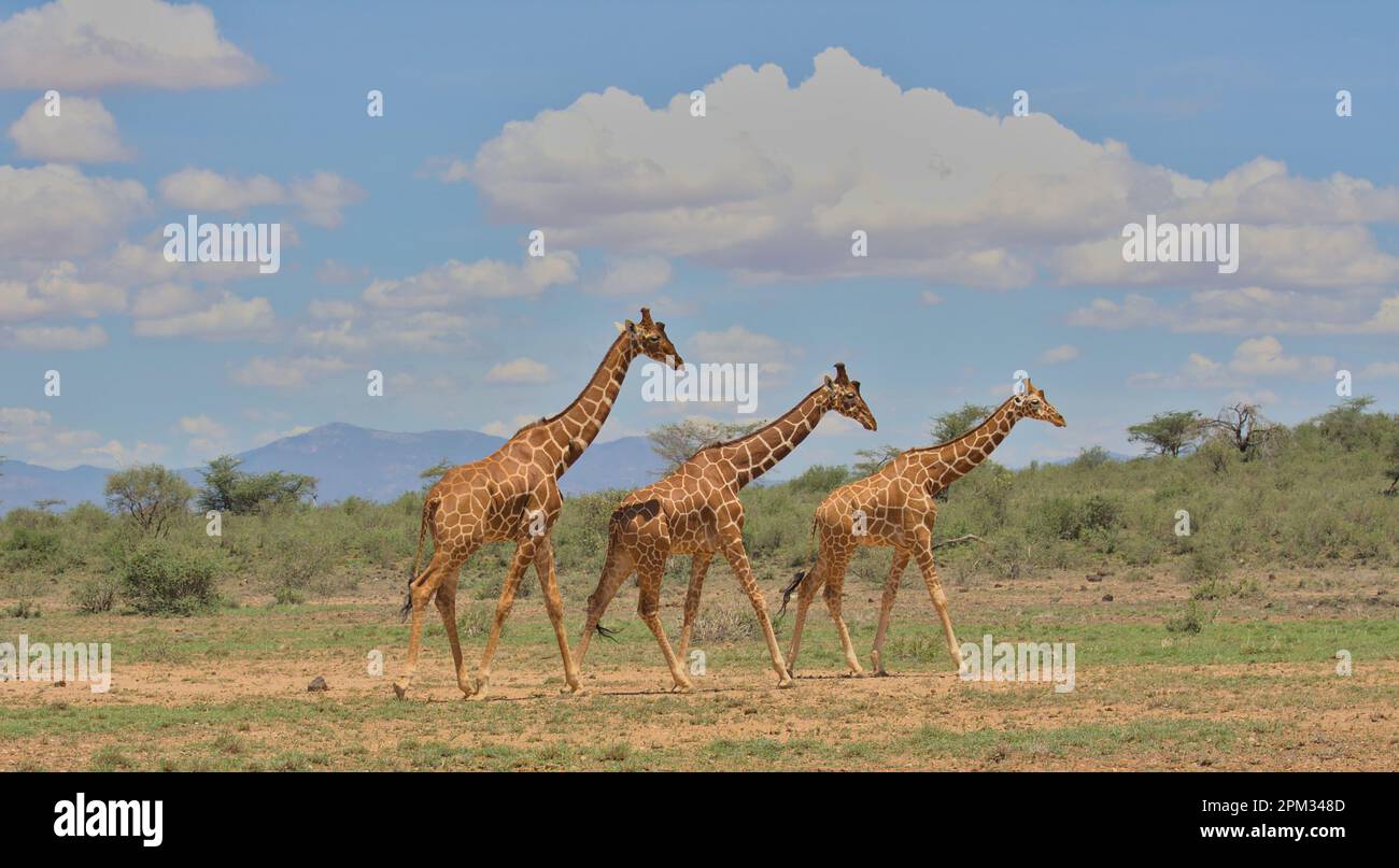 side view of a tower of three reticulated giraffes walking together in ...
