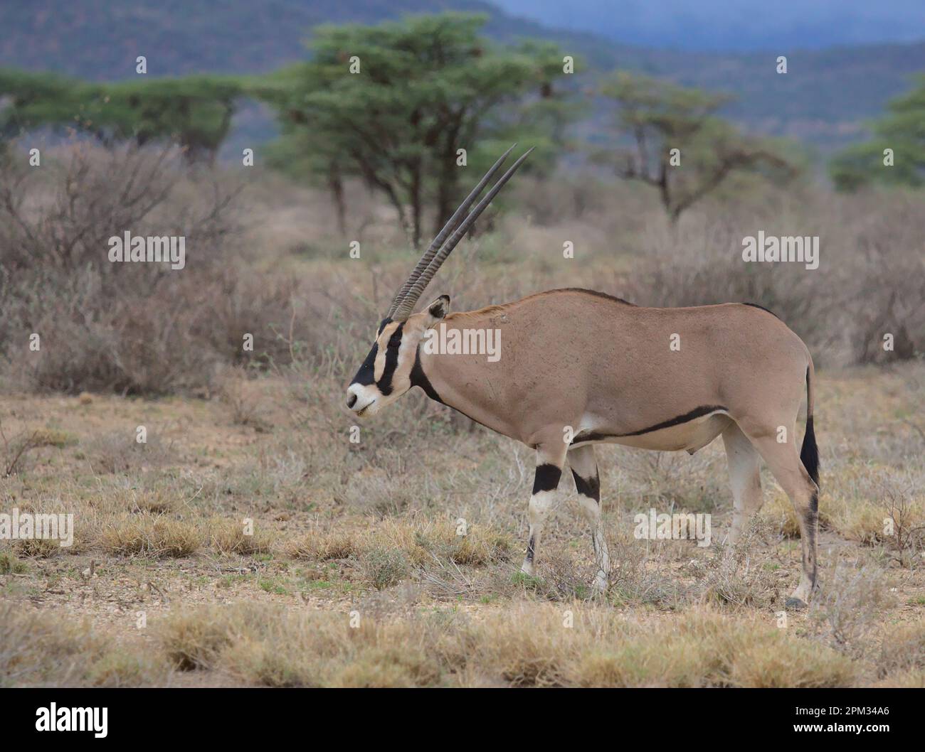 full length side view of an east african oryx in the wild savannah of ...