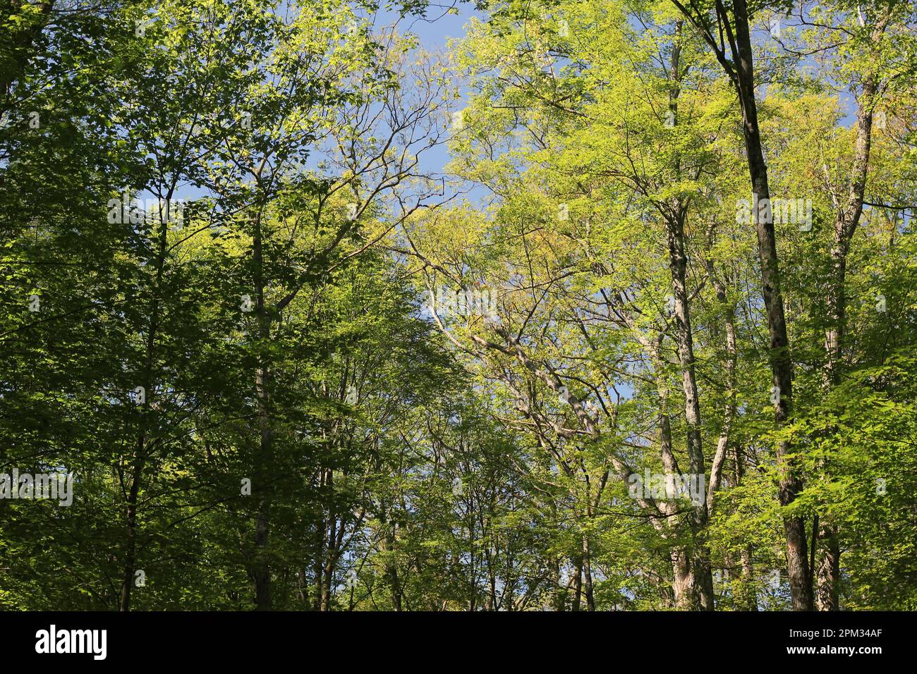 Old growth trees growing in the meadow Stock Photo - Alamy
