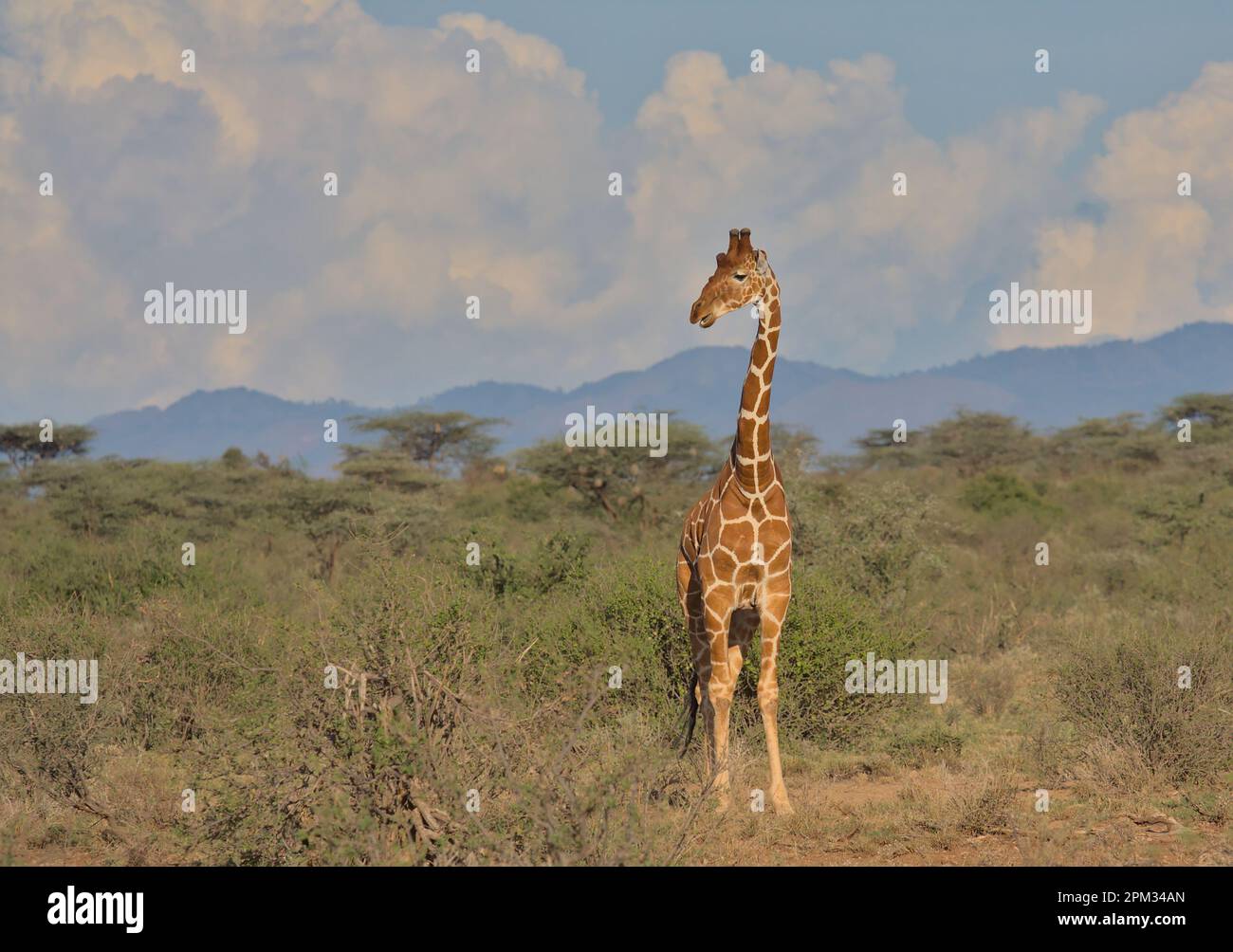 full length profile of a lone reticulated giraffe standing alert with ...
