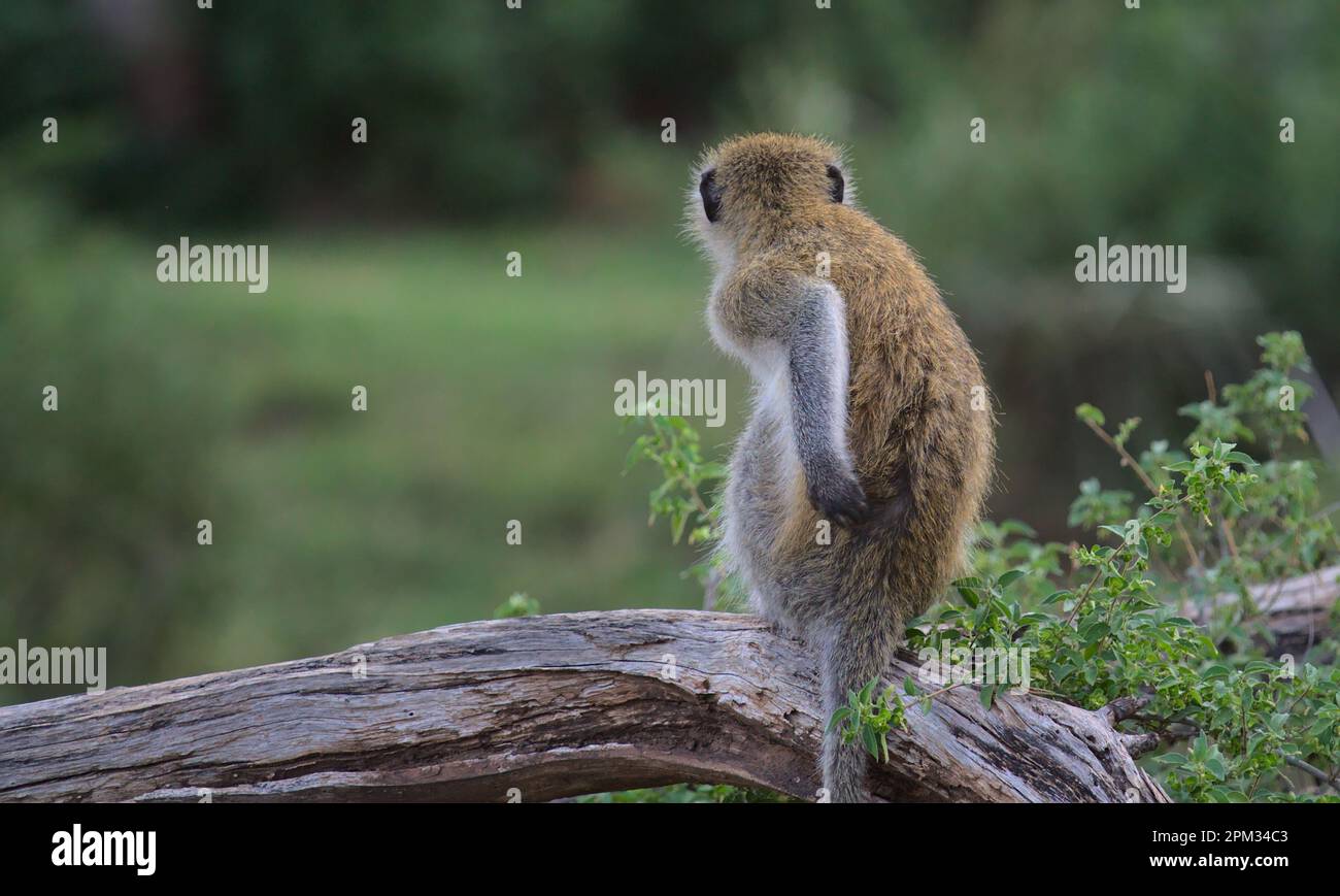 cute vervet monkey sitting on tree branch and scratching its back ...