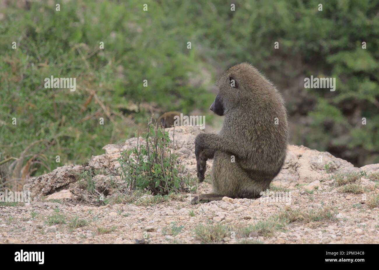 side profile of olive baboon sitting on the ground and resting in the ...