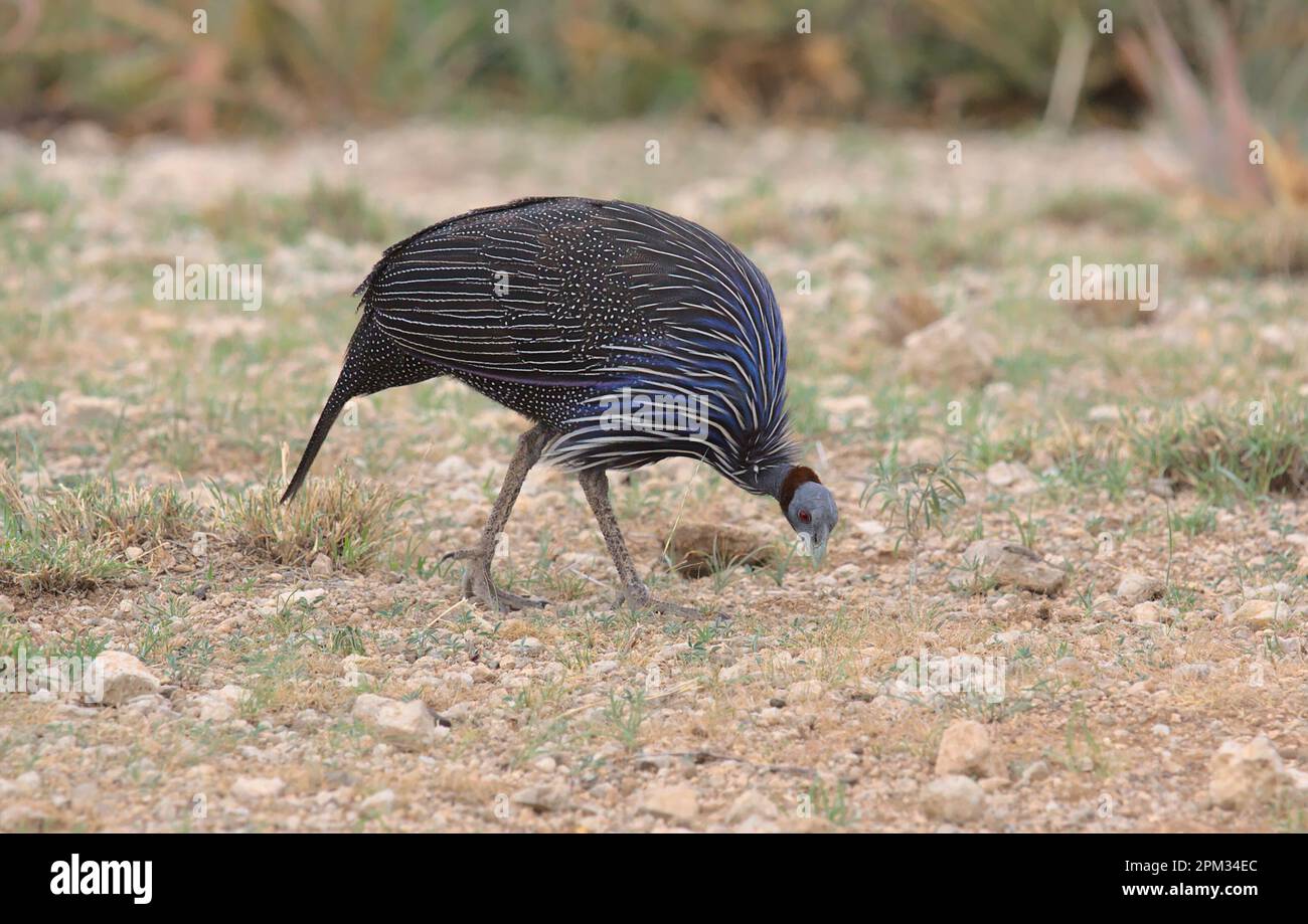 Buffalo springs hi-res stock photography and images - Alamy