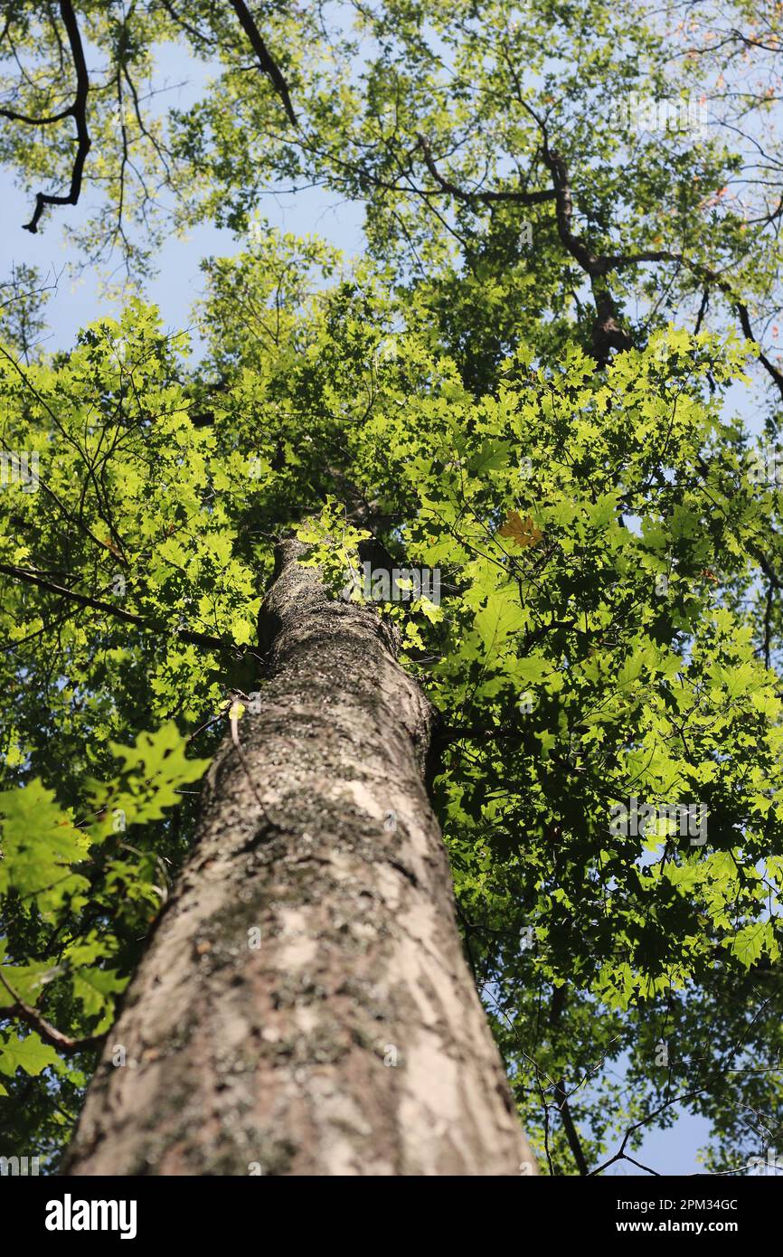 Old growth trees growing in the meadow and wilderness while reaching ...