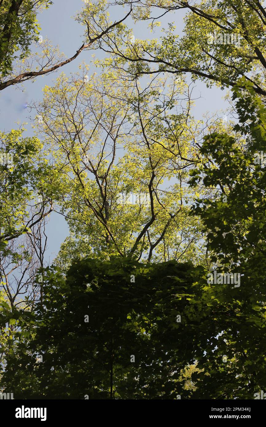 Old growth trees growing in the meadow and wilderness while reaching ...