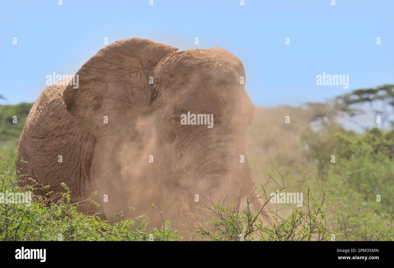african elephant's face obscured by a cloud of dust in the wild ...