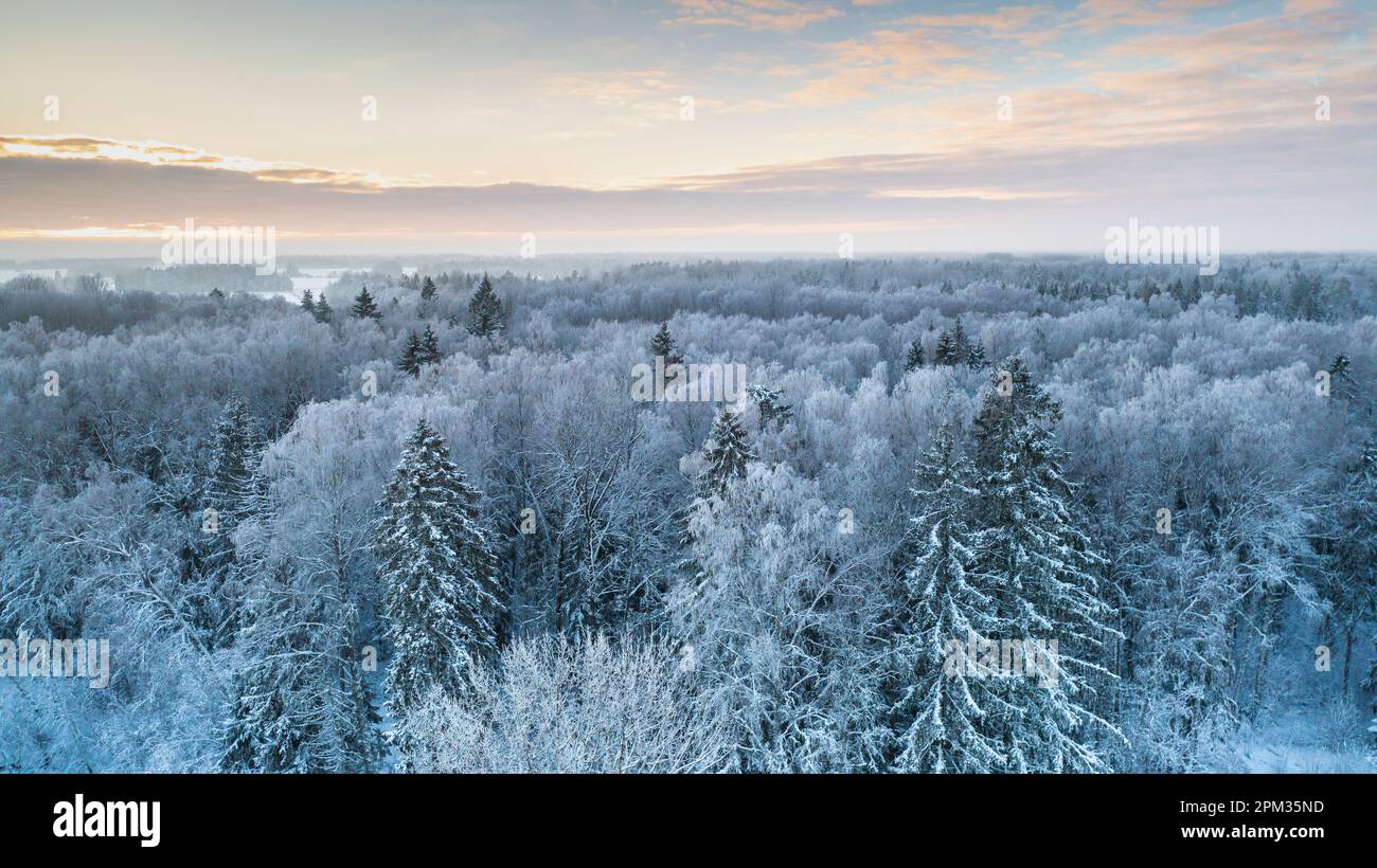Aerial winter woodland scenery with the fresh snow clad trees and ...