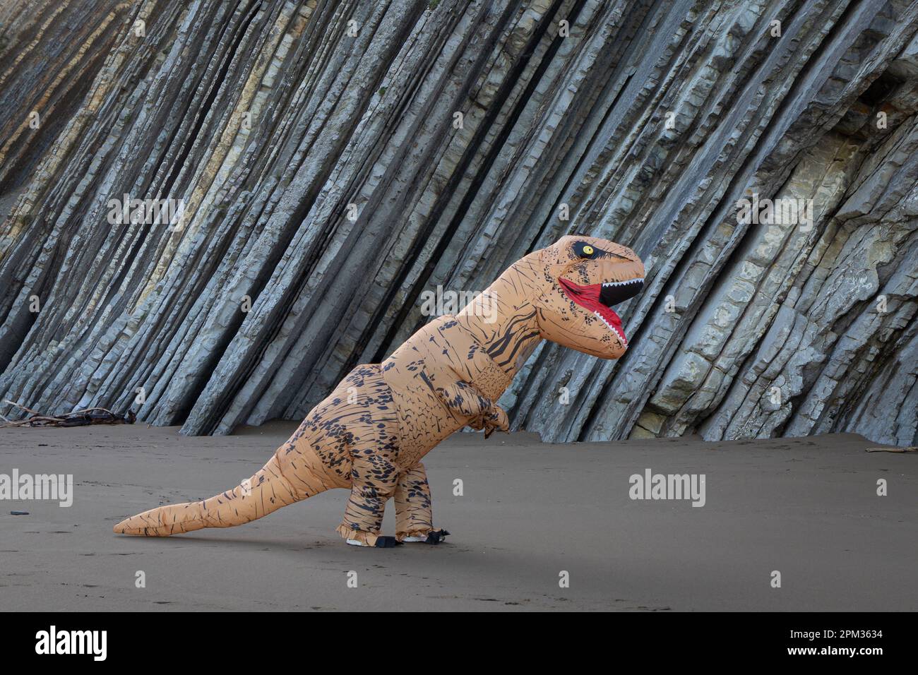T-rex next to Flysh Cliffs on the Itzurun Beach in Zumaia, Basque ...