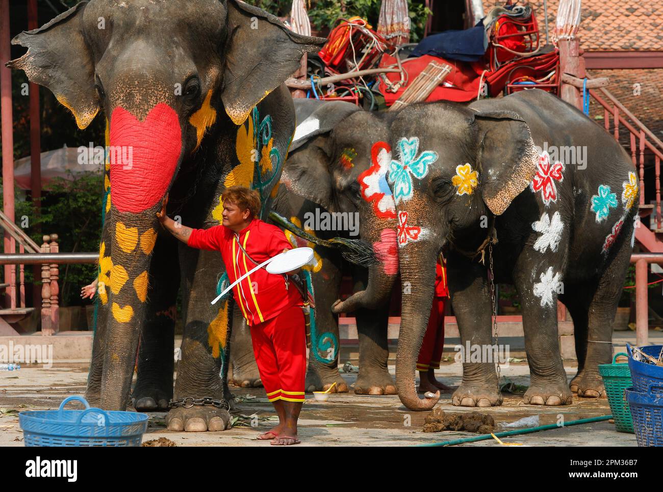 Ayutthaya, Thailand. 11th Apr, 2023. A Thai mahout paints an elephant in celebration of the ...