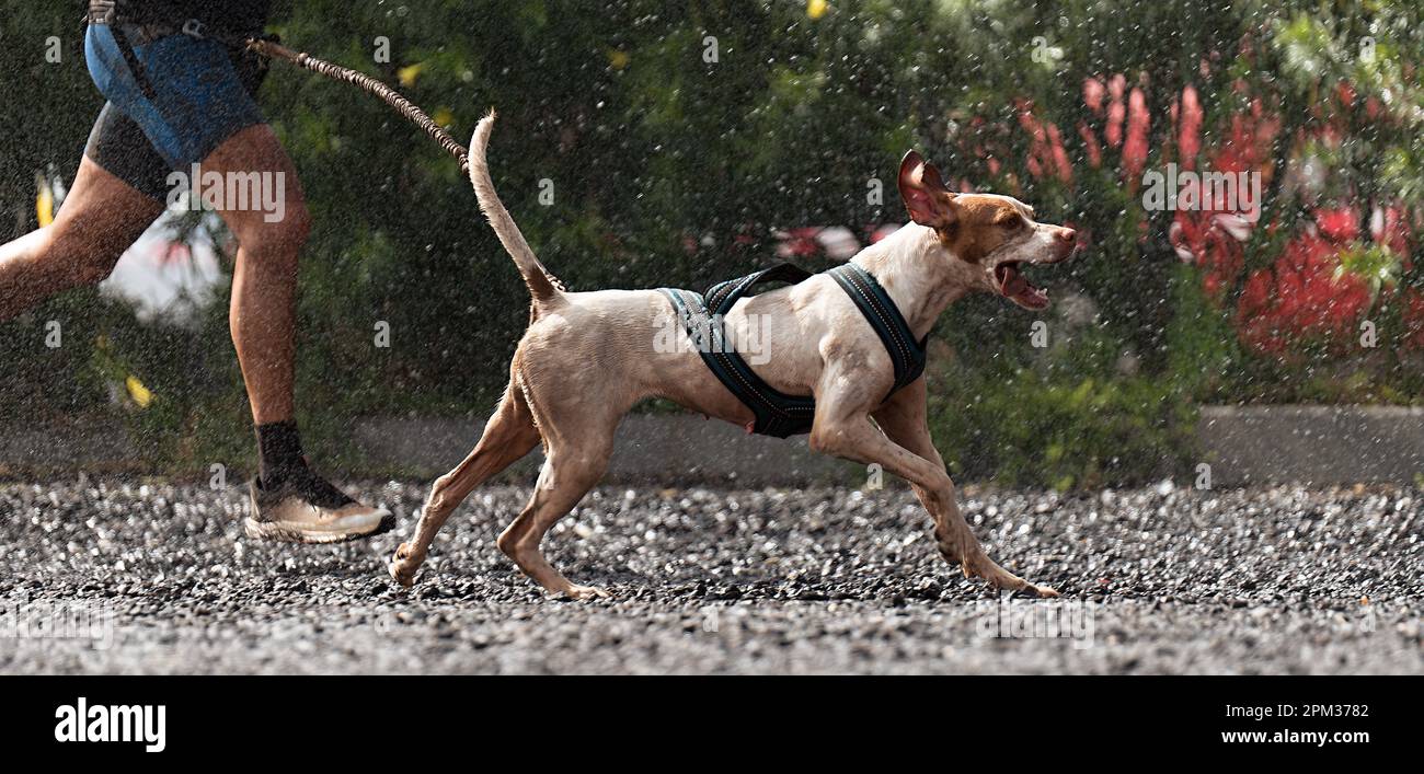 Dog and its owner taking part in a popular canicross race. Canicross ...