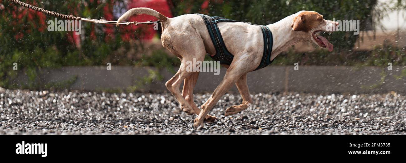 Dog taking part in a popular canicross race. Canicross dog mushing race ...