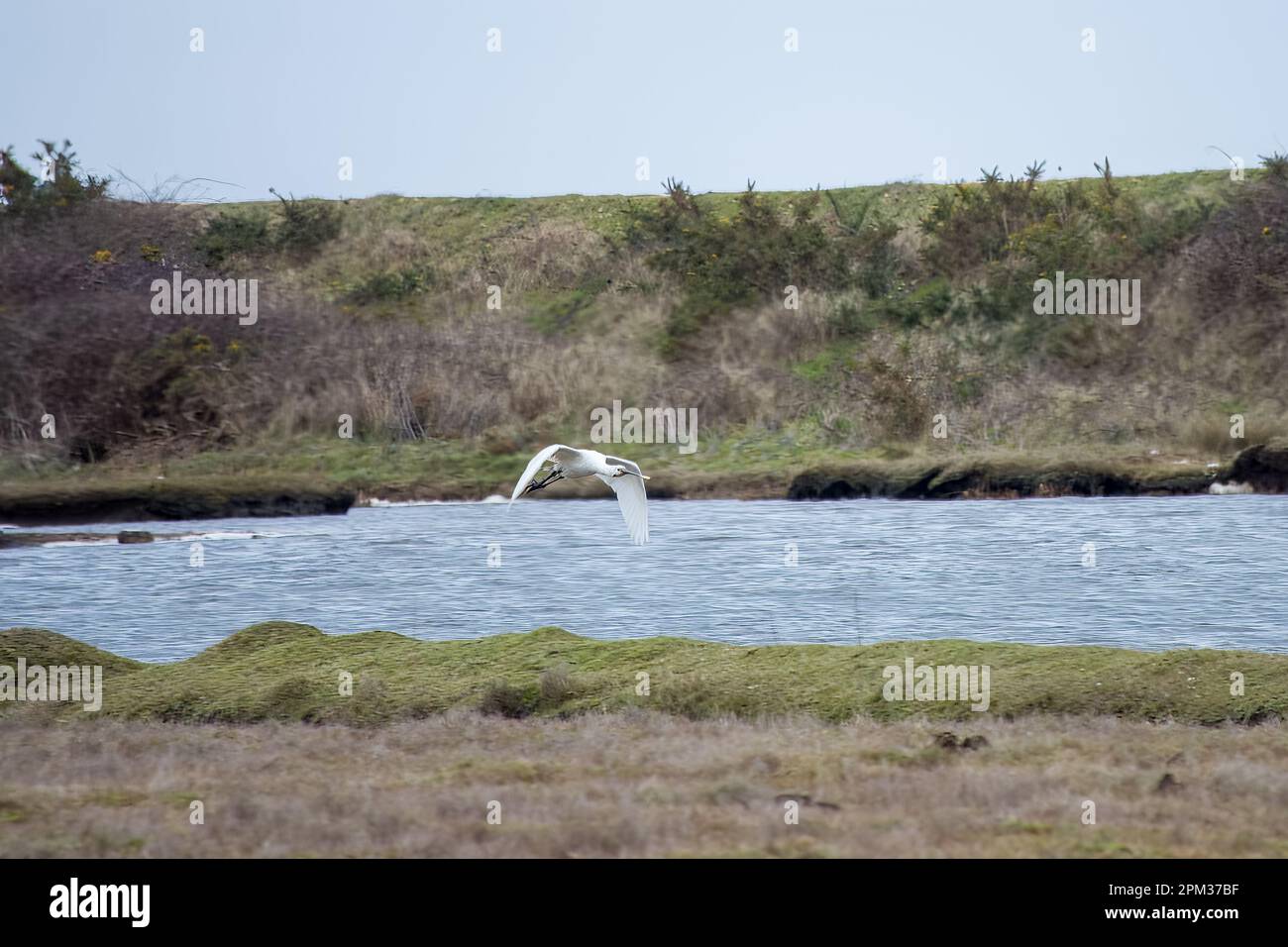 eurasian spoonbill with large flat spatulate bill flying over water ...