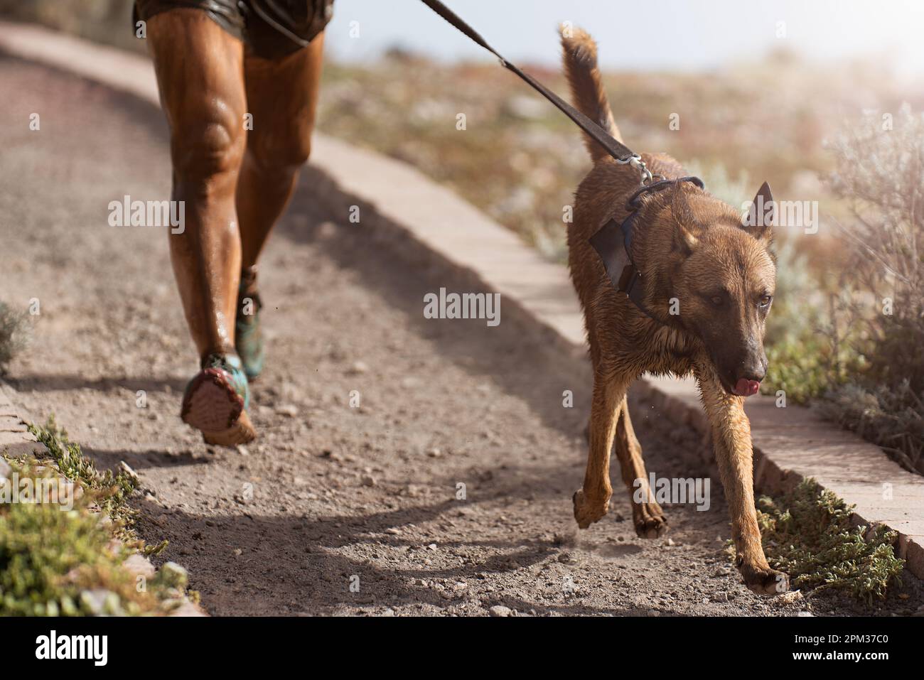 Dog and its owner taking part in a popular canicross race. Canicross ...