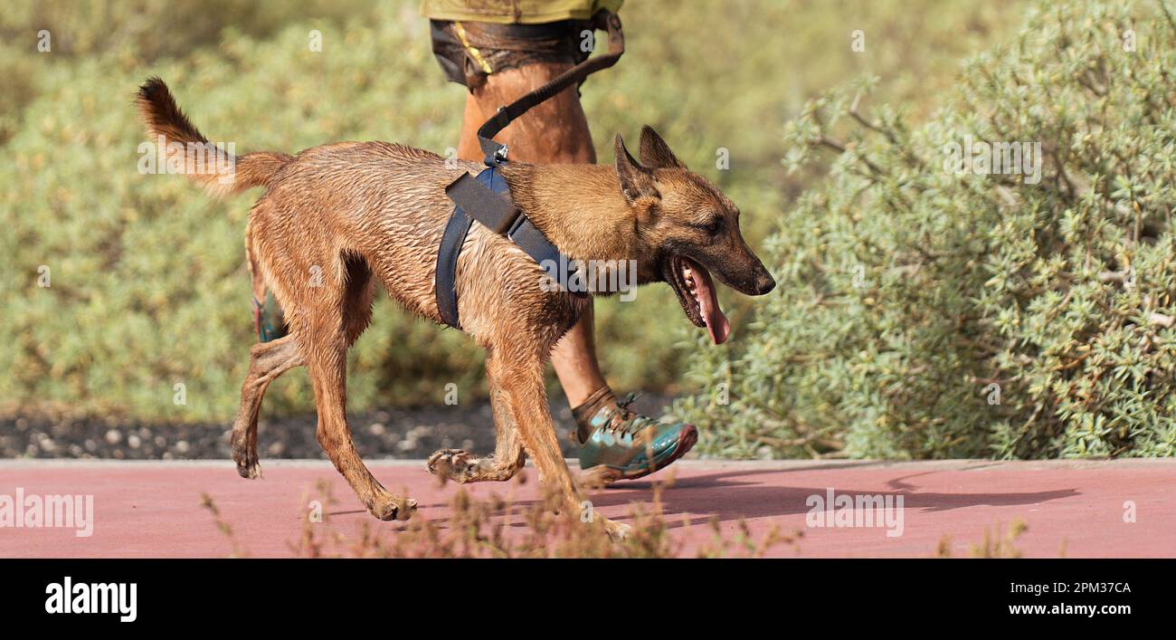 Dog and its owner taking part in a popular canicross race. Canicross ...