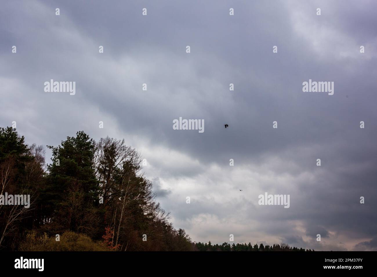 Pair wood storks fly hi-res stock photography and images - Alamy