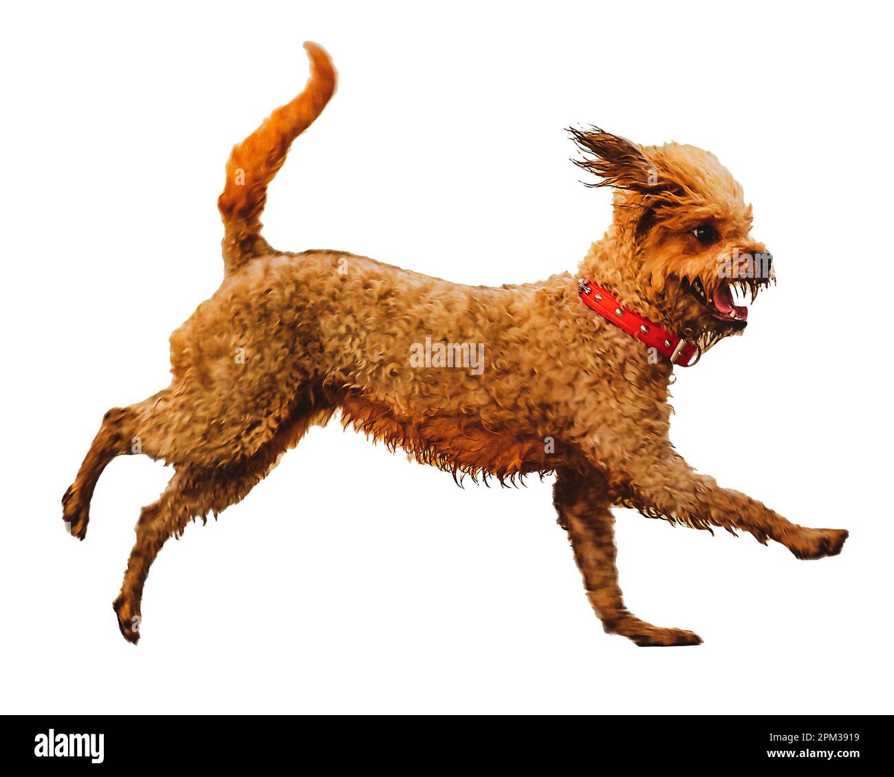 Side view furry dog running isolated photo Stock Photo - Alamy