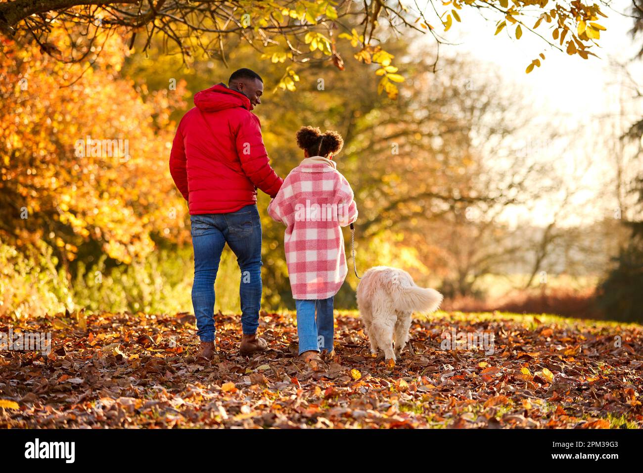 Rear View Of Father And Daughter Walking Pet Golden Retriever Dog In Autumn Countryside Stock ...