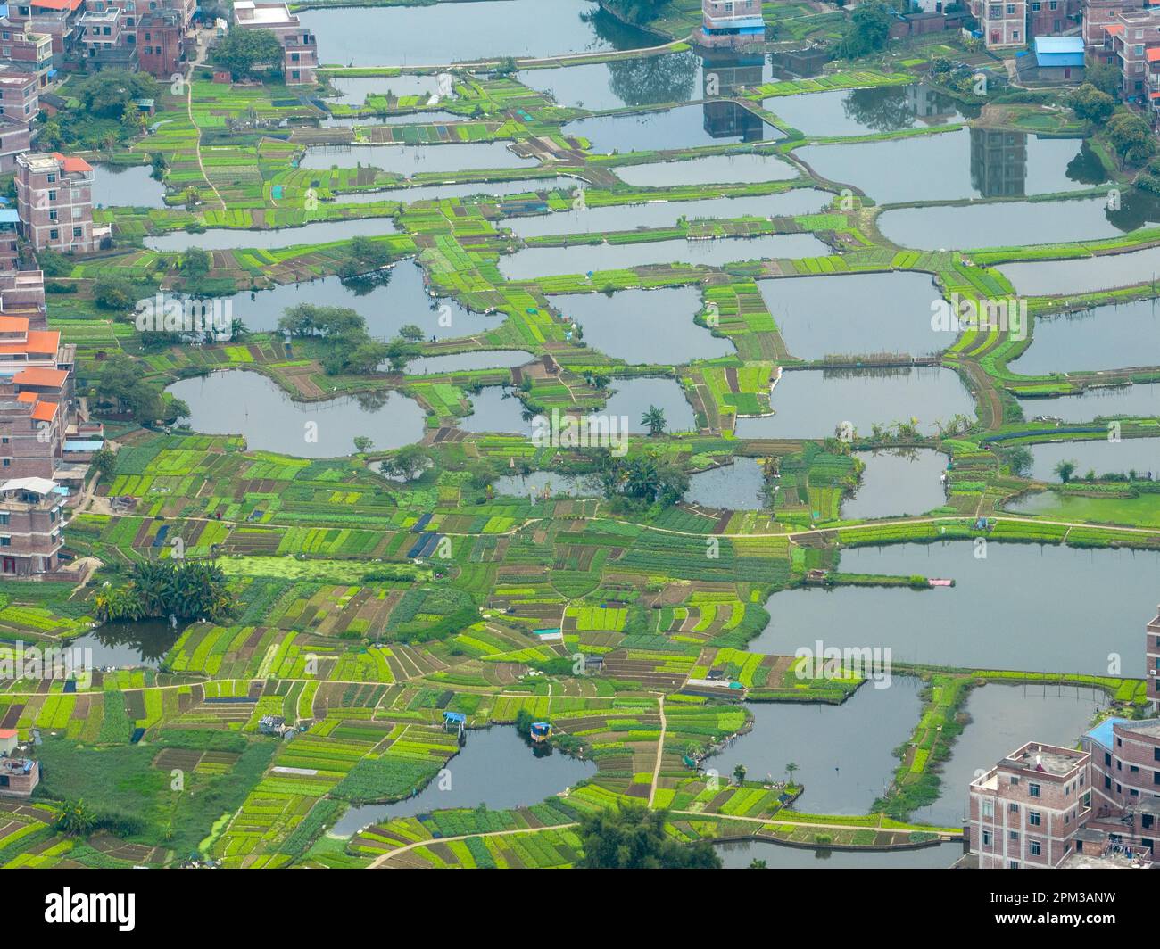 Aerial photo shows rows of green vegetable fields in a fish pond form a ...