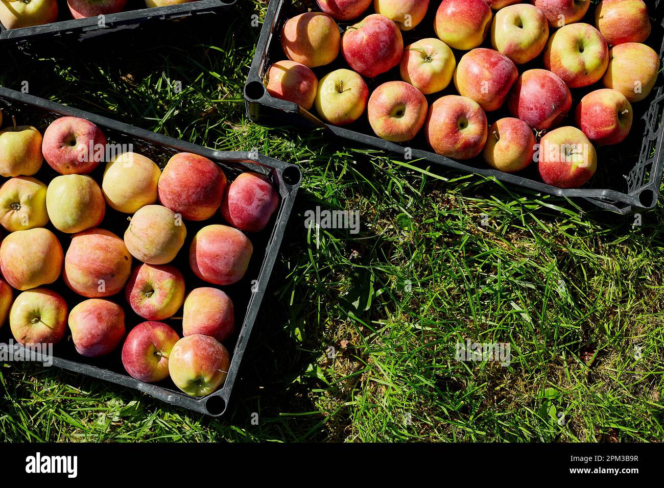 Harvest of fresh organic red apples in the black boxes, harvest, local ...