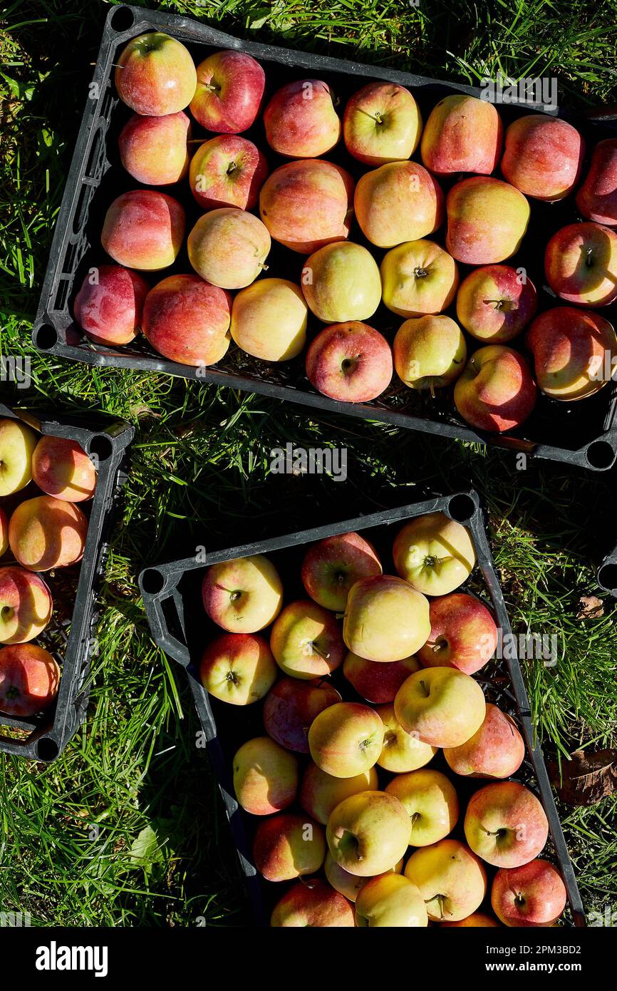 Harvest of fresh organic red apples in the black boxes, harvest, local ...