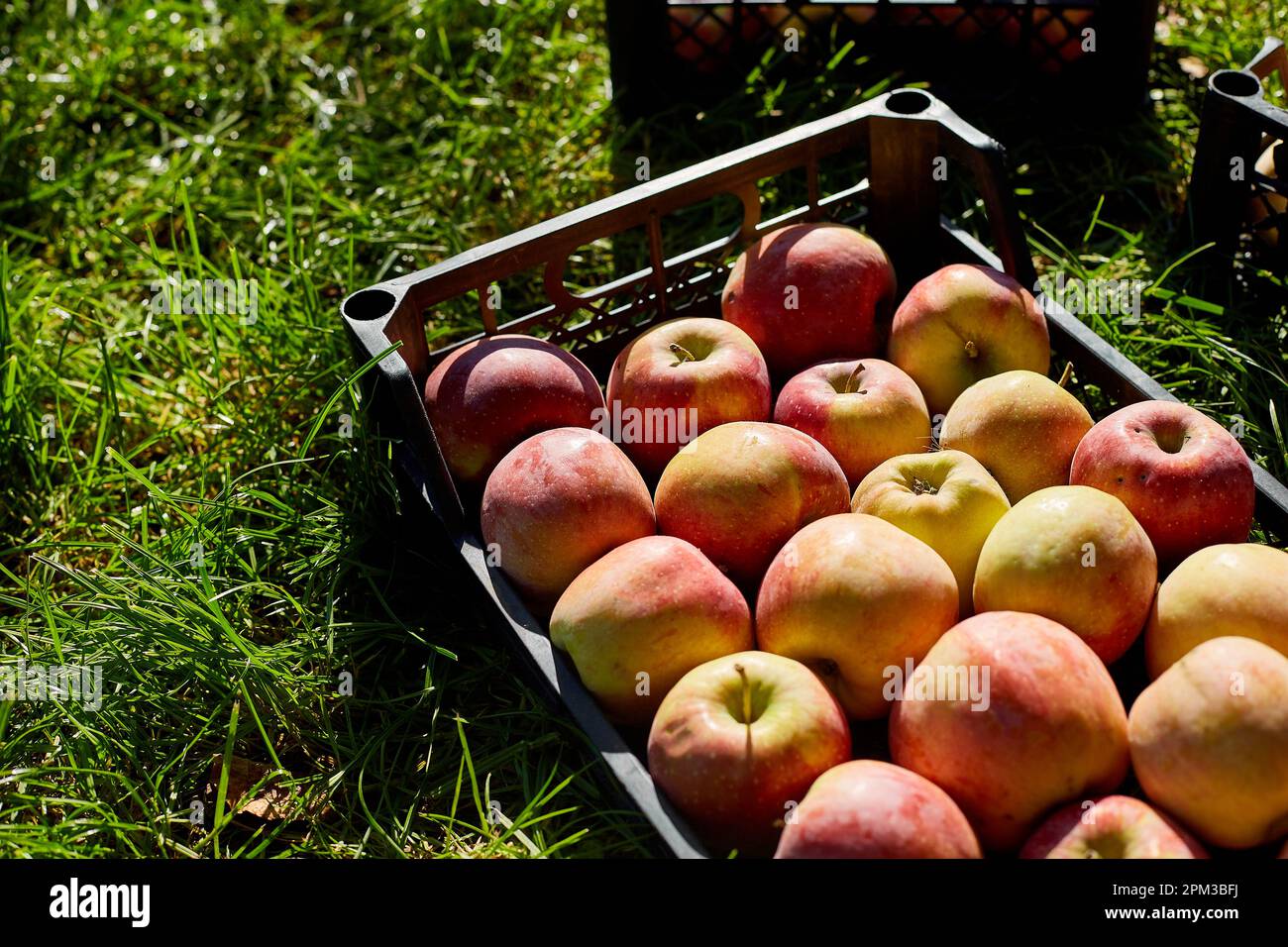 Harvest of fresh organic red apples in the black boxes, harvest, local ...