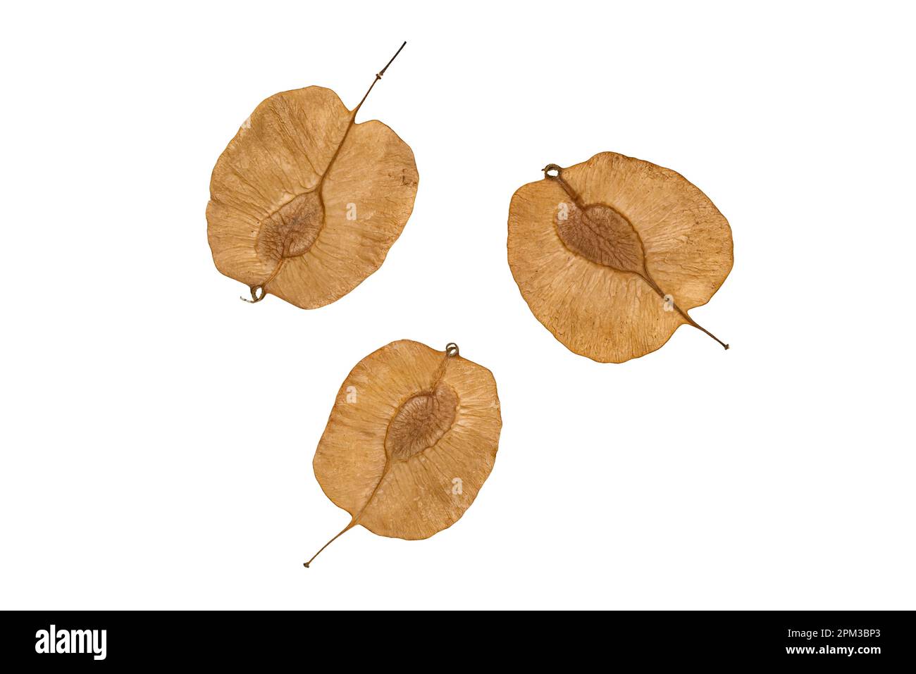 Closeup view of winged dispersal seeds, flying seeds Isolated on white ...