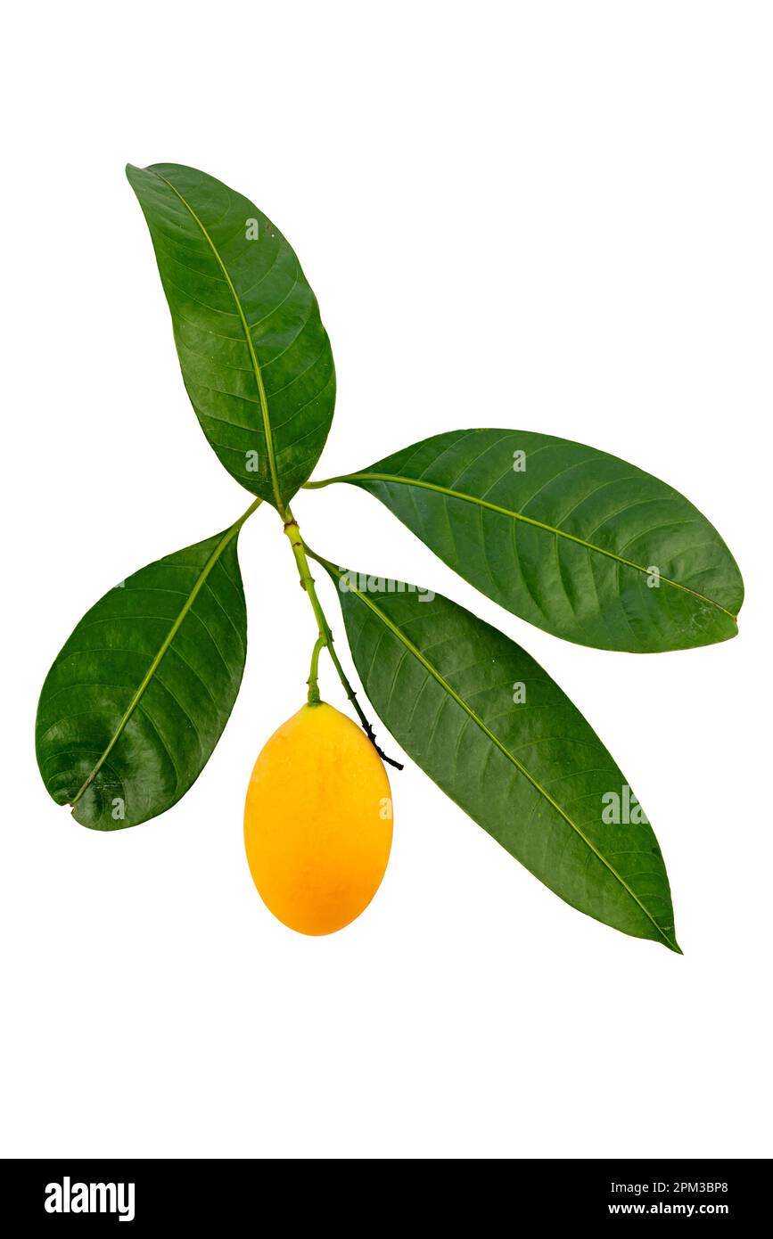 Ripe sweet yellow marian plum or Bouea macrophylla griffith or maprang ...