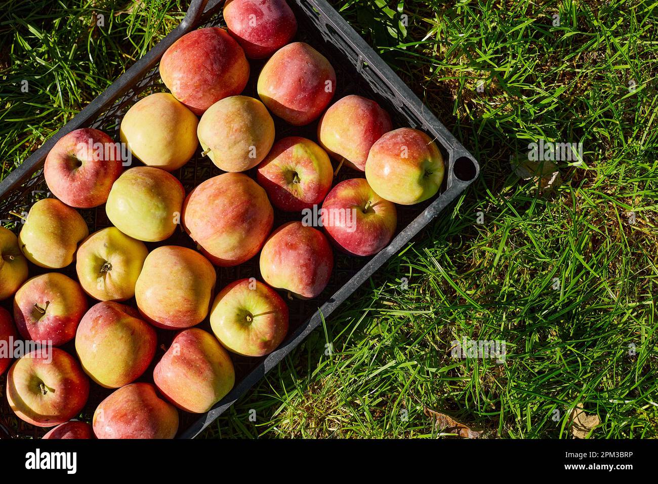 Harvest of fresh organic red apples in the black boxes, harvest, local ...