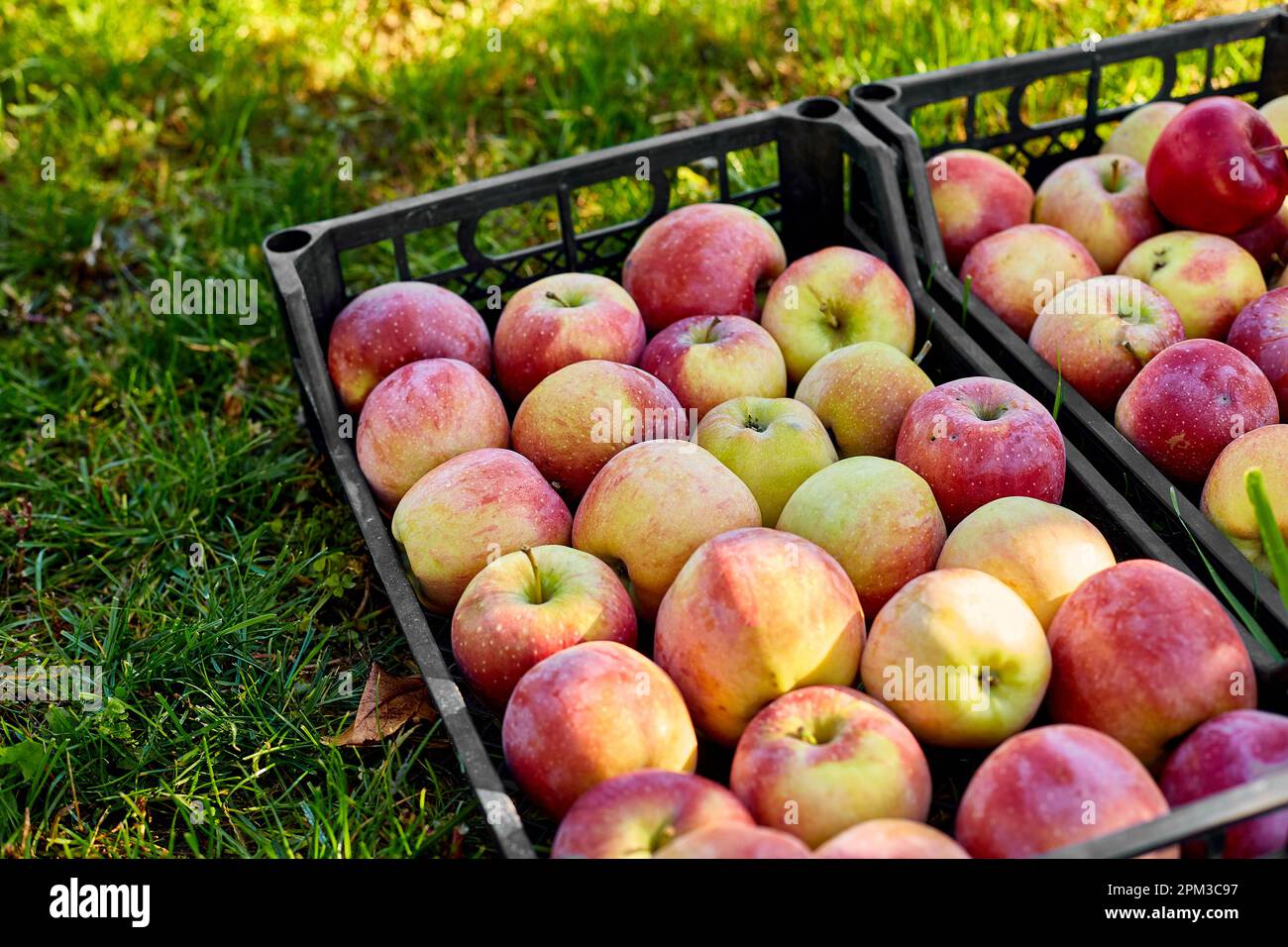 Harvest of fresh organic red apples in the black boxes, harvest, local ...