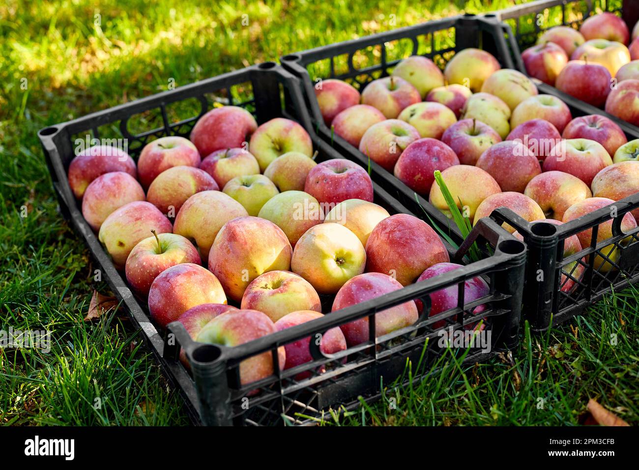 Harvest of fresh organic red apples in the black boxes, harvest, local ...