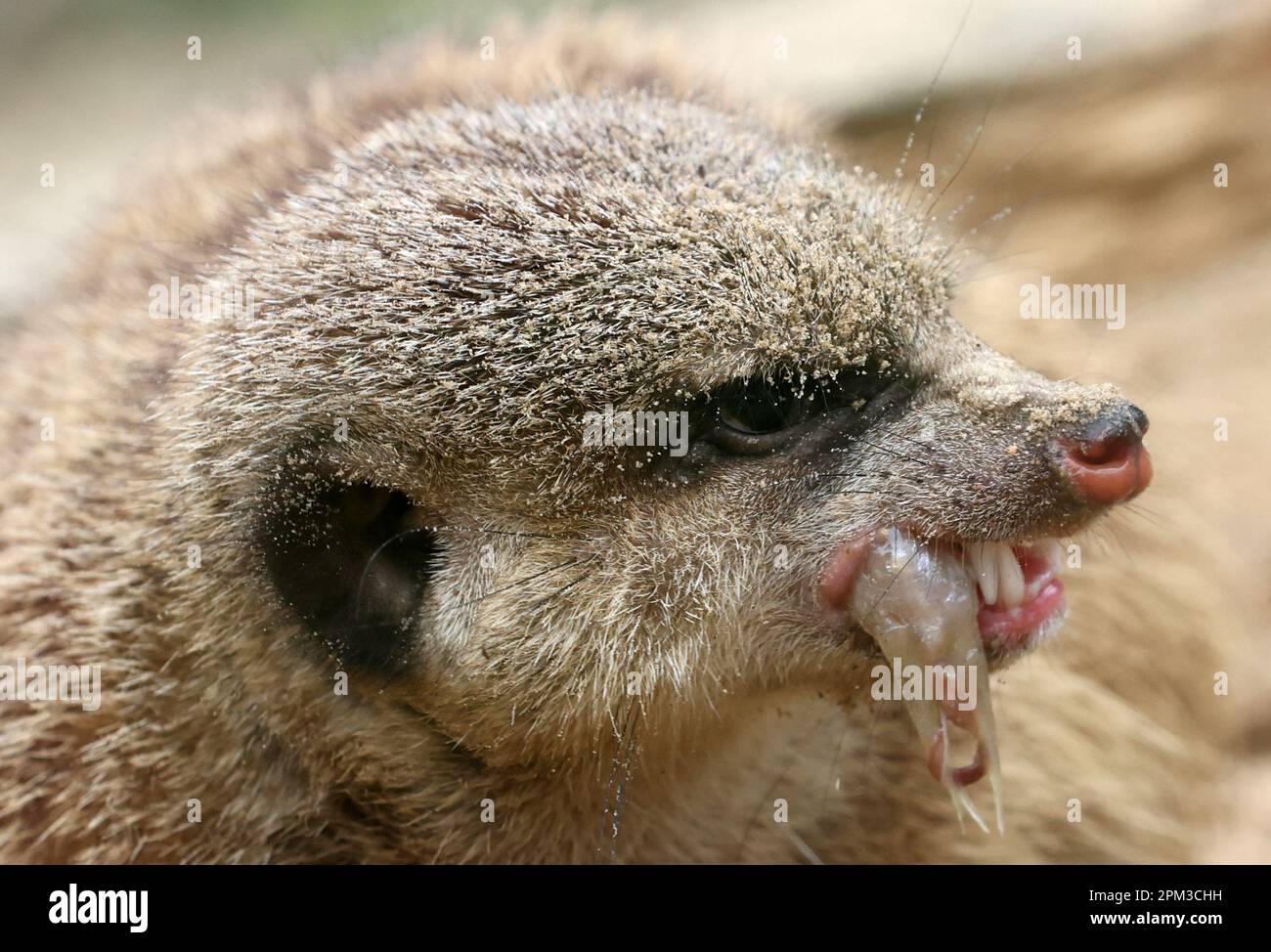 Meerkat Meerkat | Meerkats Wiki | Fandom