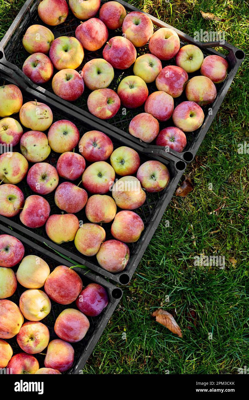 Harvest of fresh organic red apples in the black boxes, harvest, local ...