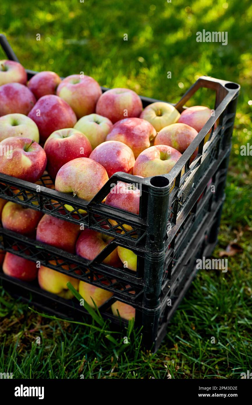 Harvest of fresh organic red apples in the black boxes, harvest, local ...