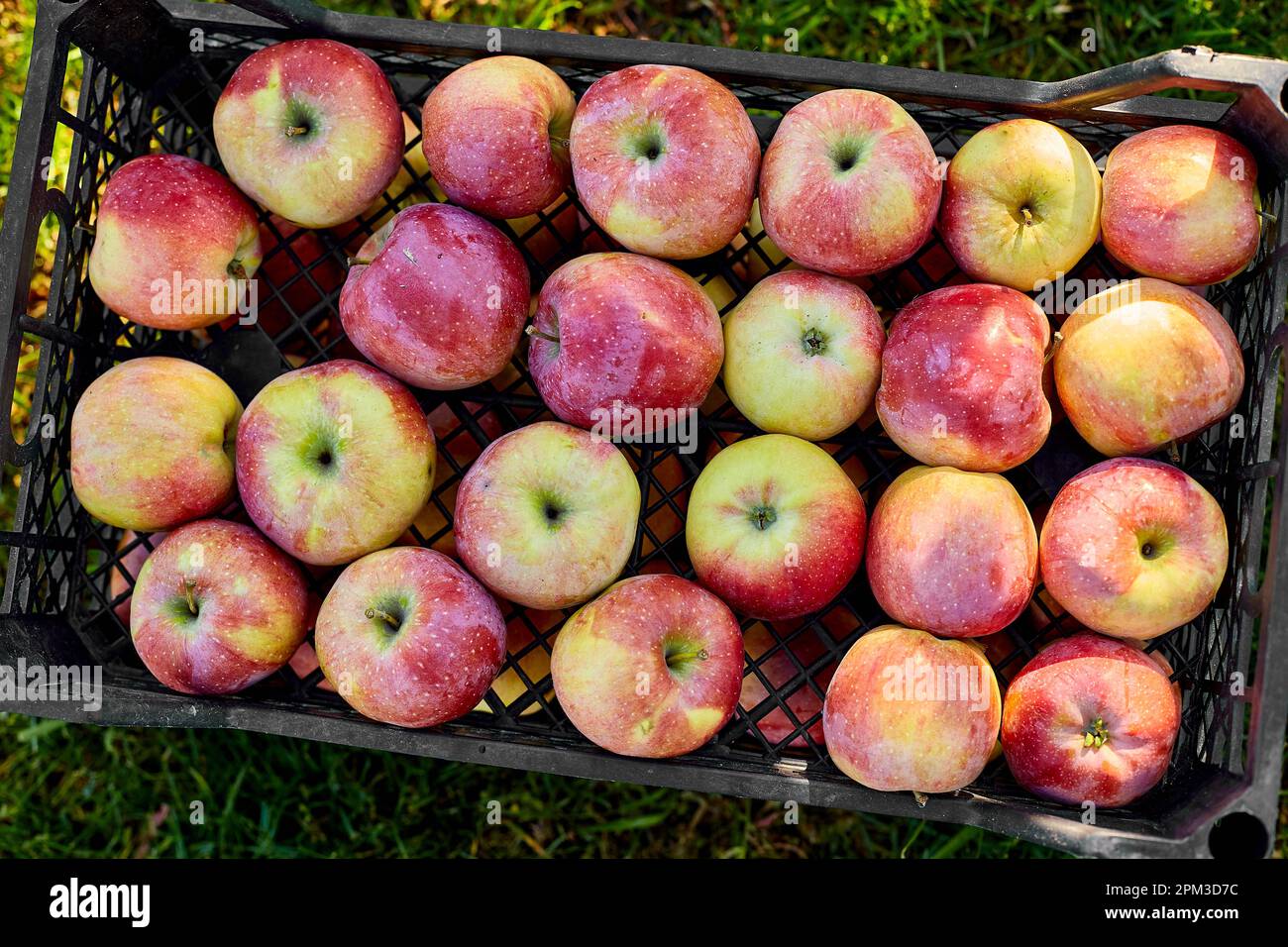 Harvest of fresh organic red apples in the black boxes, harvest, local ...