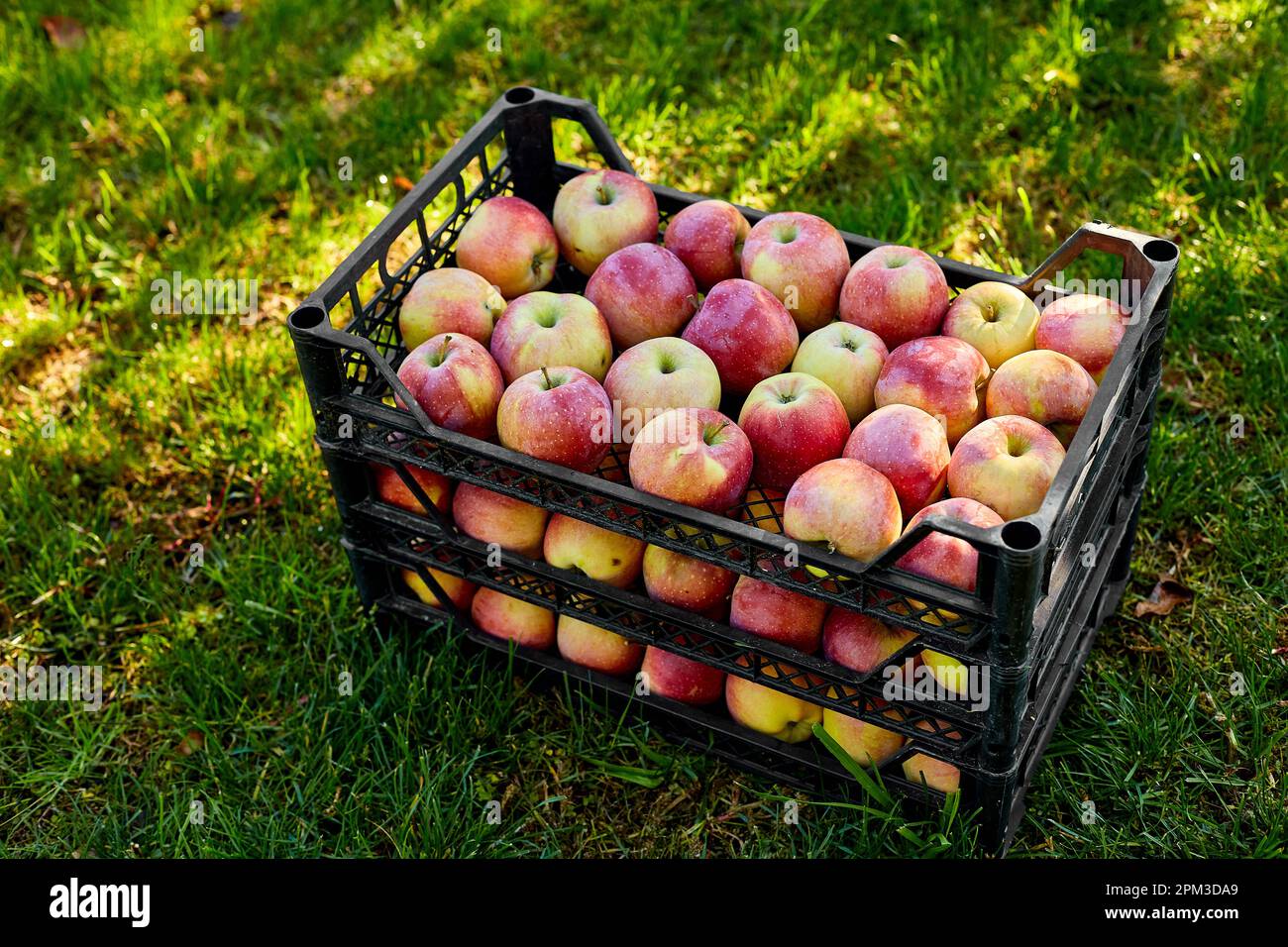 Harvest of fresh organic red apples in the black boxes, harvest, local ...