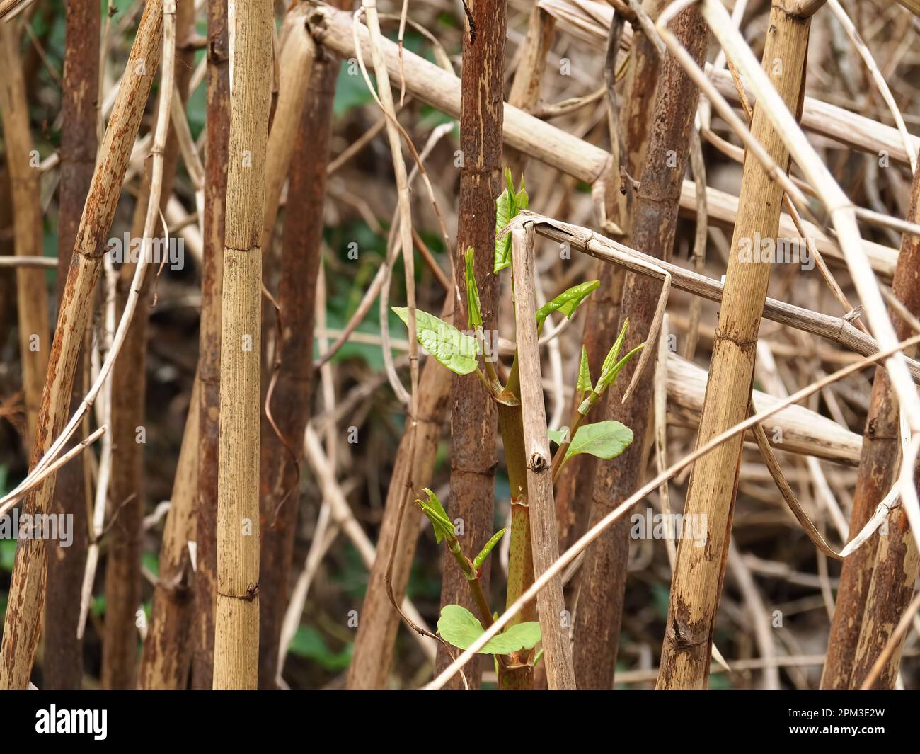 A closeup of Japanese Knot weed shoots sprouting from dead growth ...