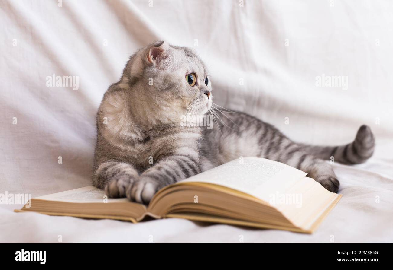 Interested cat lying near open book on white background Stock Photo - Alamy