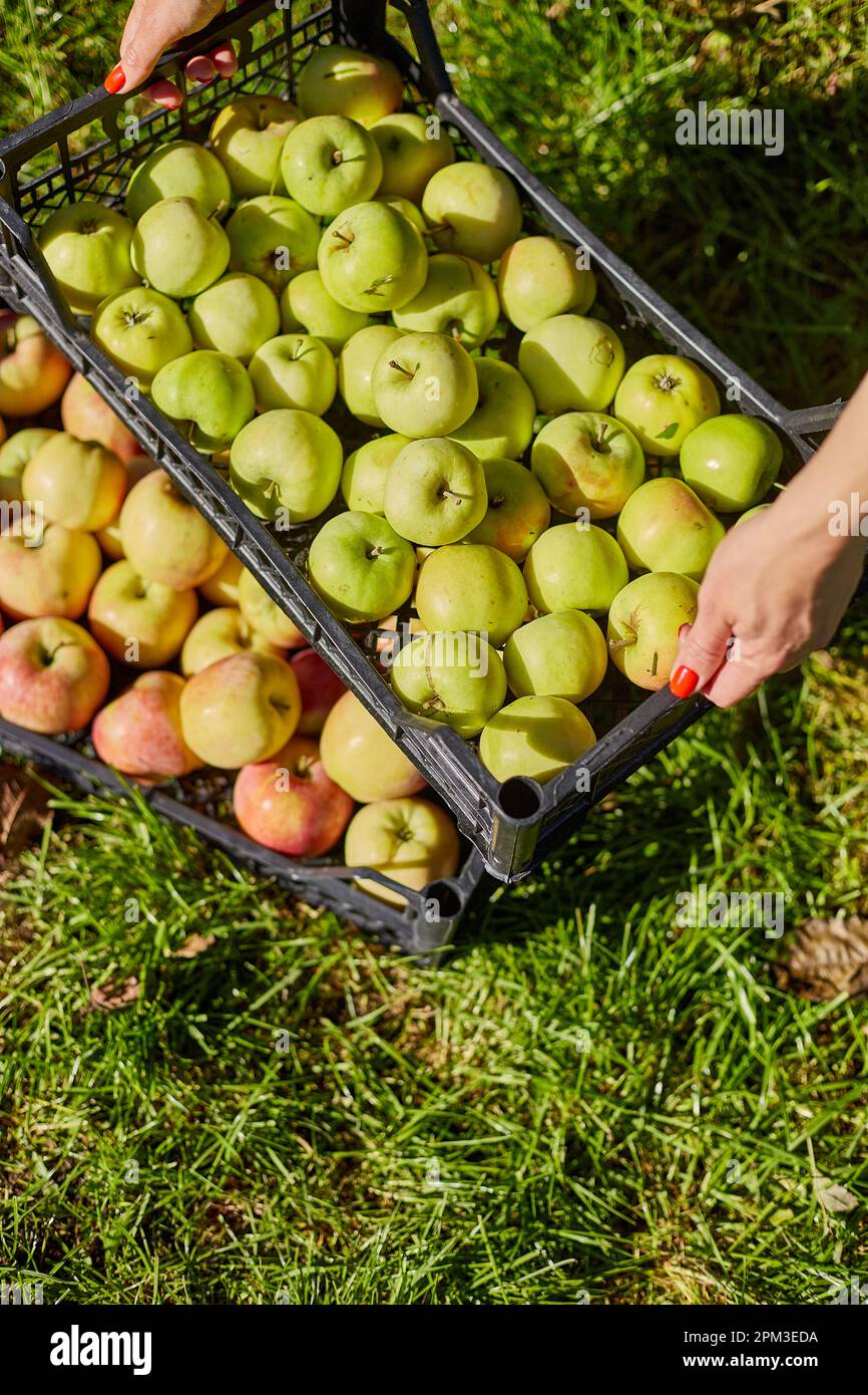 Woman hand holding a crate, box with aed ripe apples, harvesting fruit ...