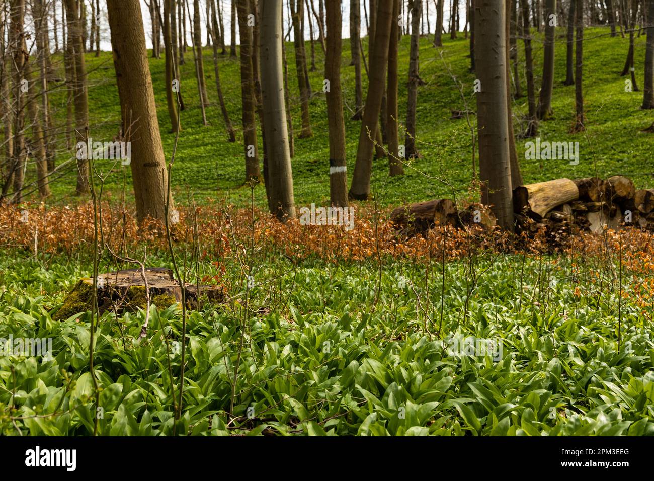 wild ramson plants in a forest in thuringia in spring Stock Photo - Alamy