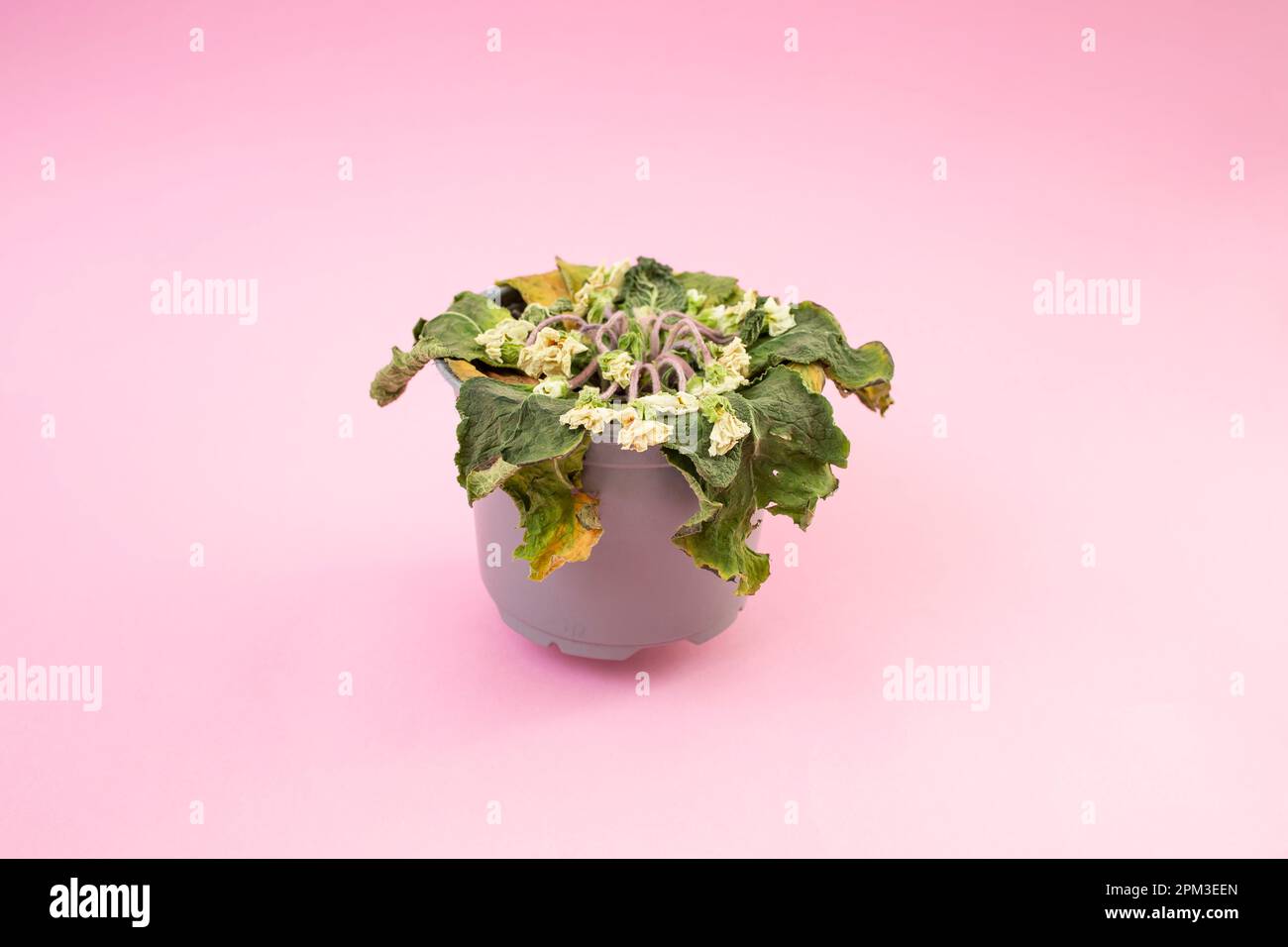 Dead primula white flowers, dried potted plant on pink background, side ...