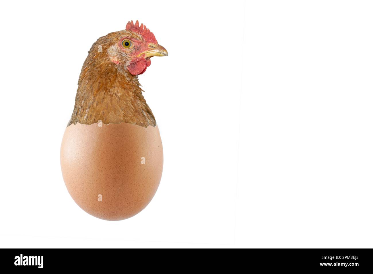 What was first, the chicken or the egg? hen head in an egg shell, soft ...