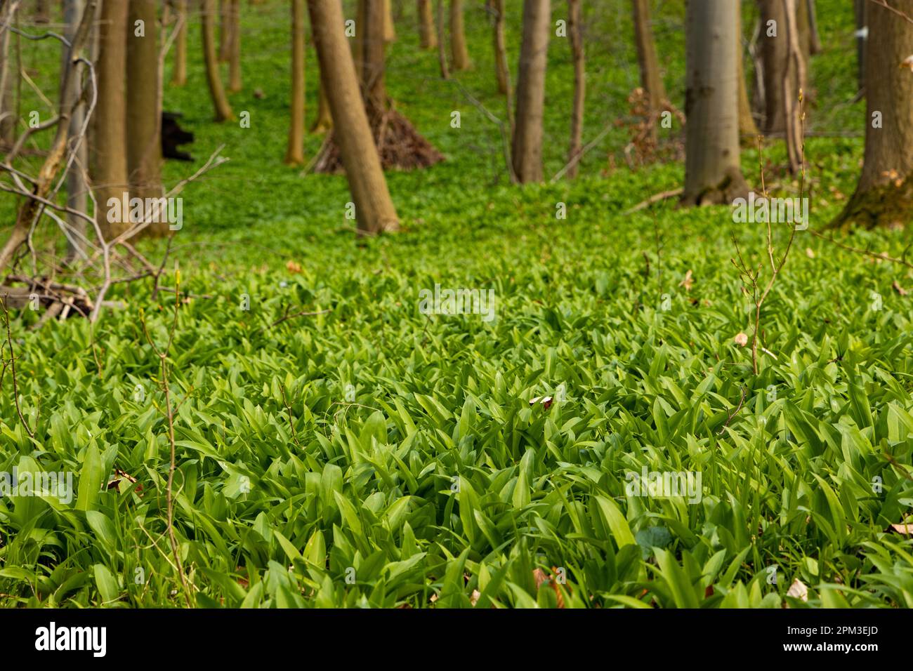 wild ramson plants in a forest in thuringia in spring Stock Photo - Alamy