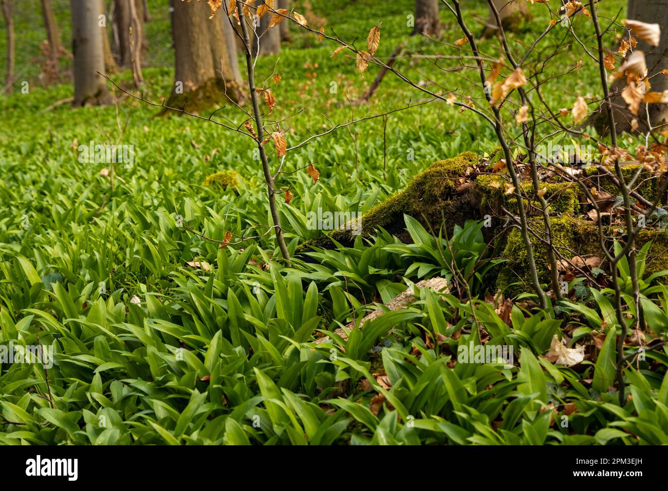 wild ramson plants in a forest in thuringia in spring Stock Photo - Alamy