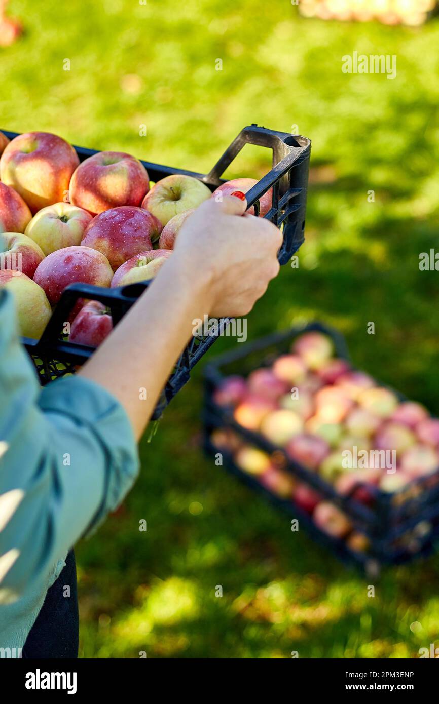 Woman hand holding a crate, box with aed ripe apples, harvesting fruit ...
