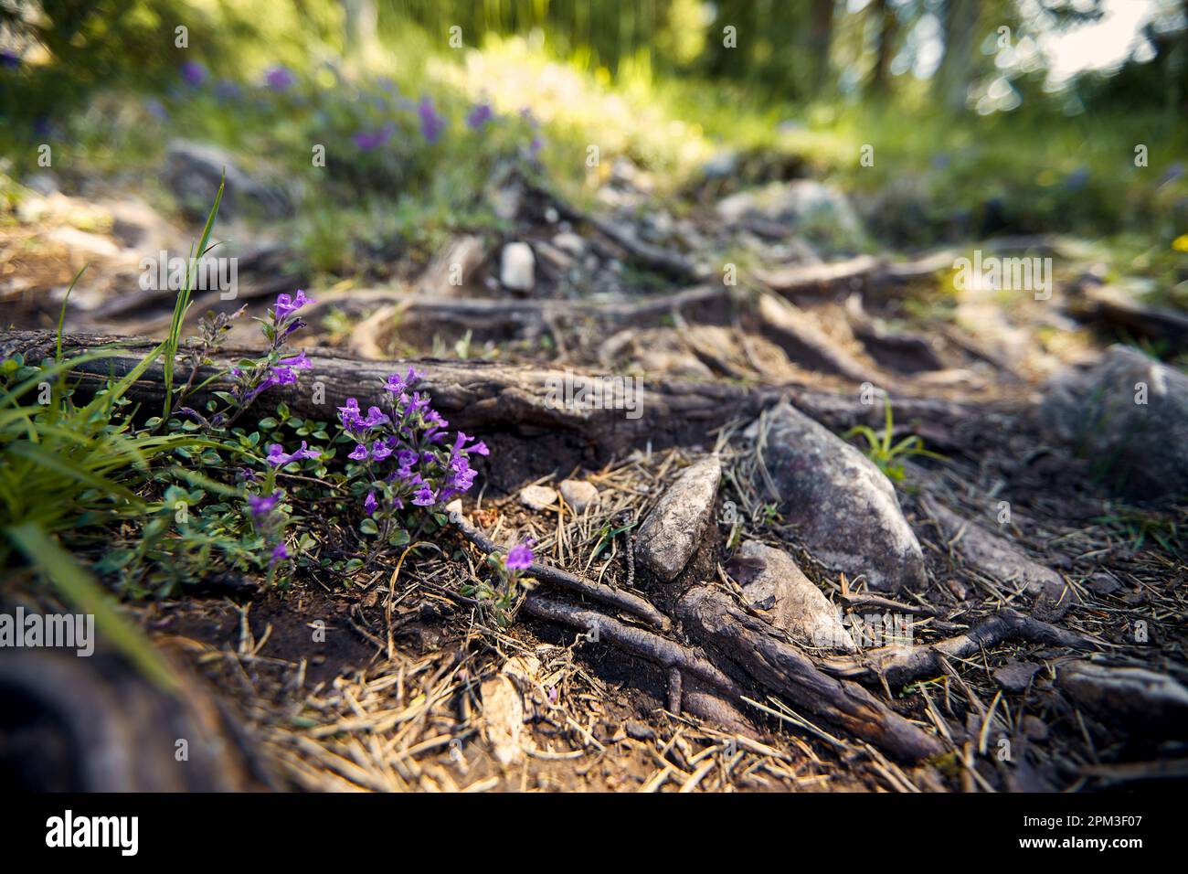 Forest trail with purple flowers and rocks. Natural background of ...