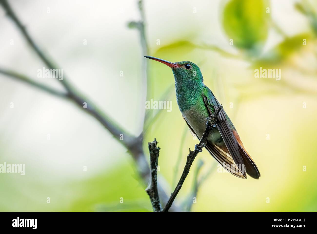 Aves de panama hi-res stock photography and images - Alamy