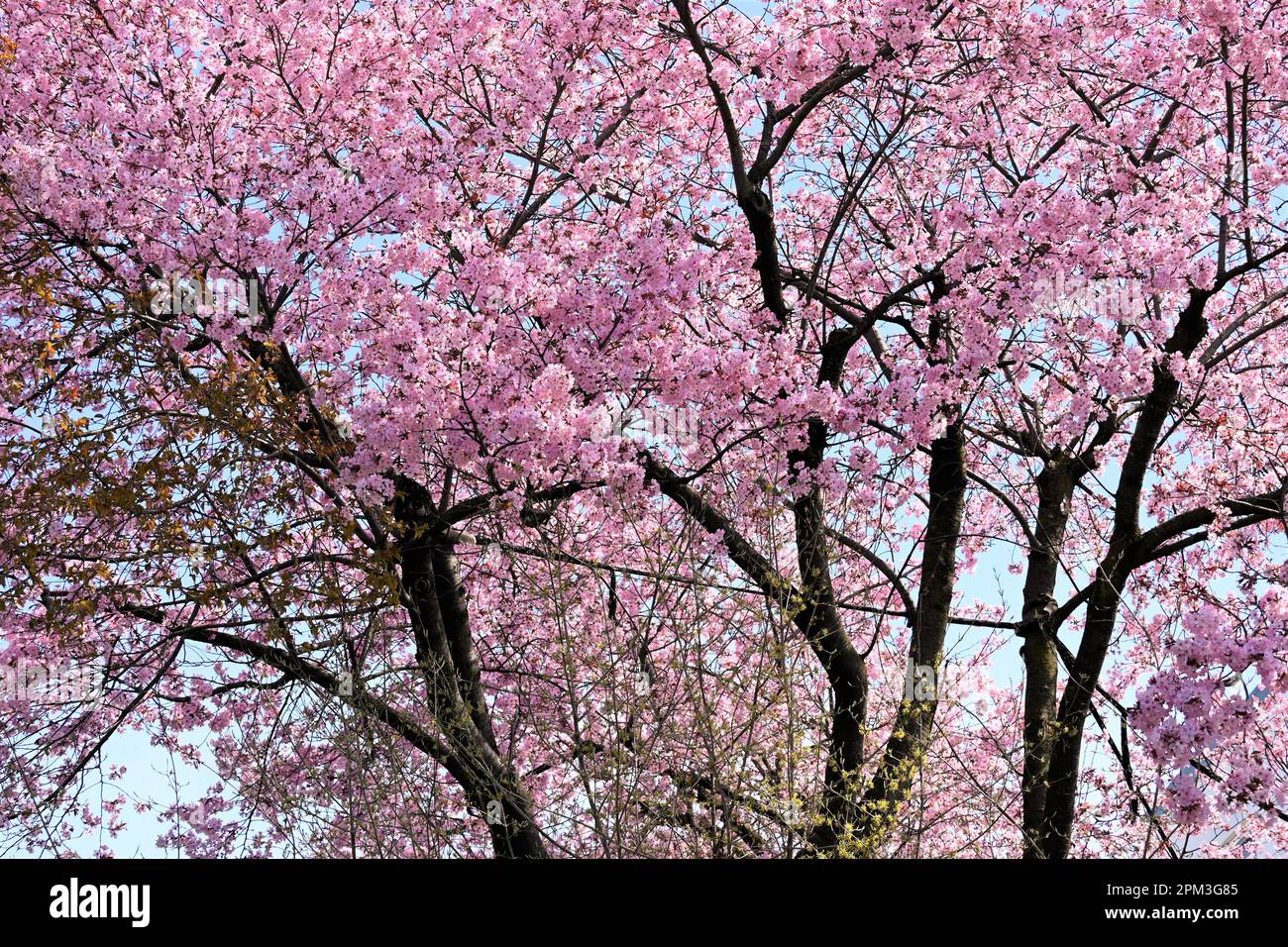 Cherry trees in germany hi-res stock photography and images - Alamy